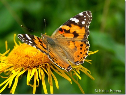 Kolozsvári természetkalendárium: A Teleki-virág lepkevendégei